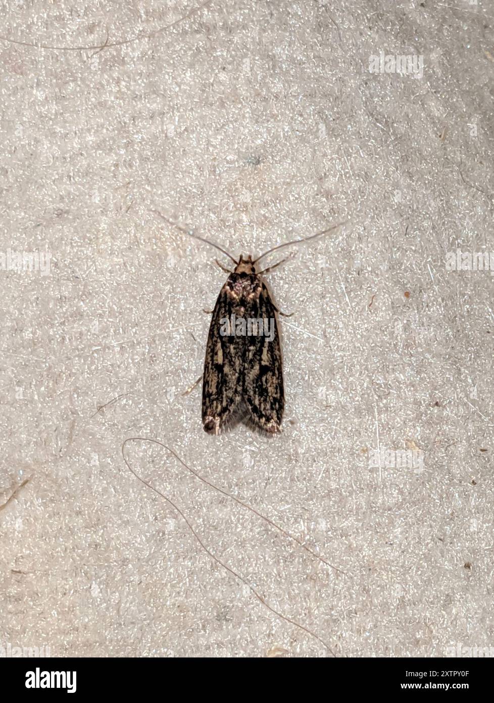 Brown House Moth (Hofmannophila pseudospretella) Insecta Stock Photo ...