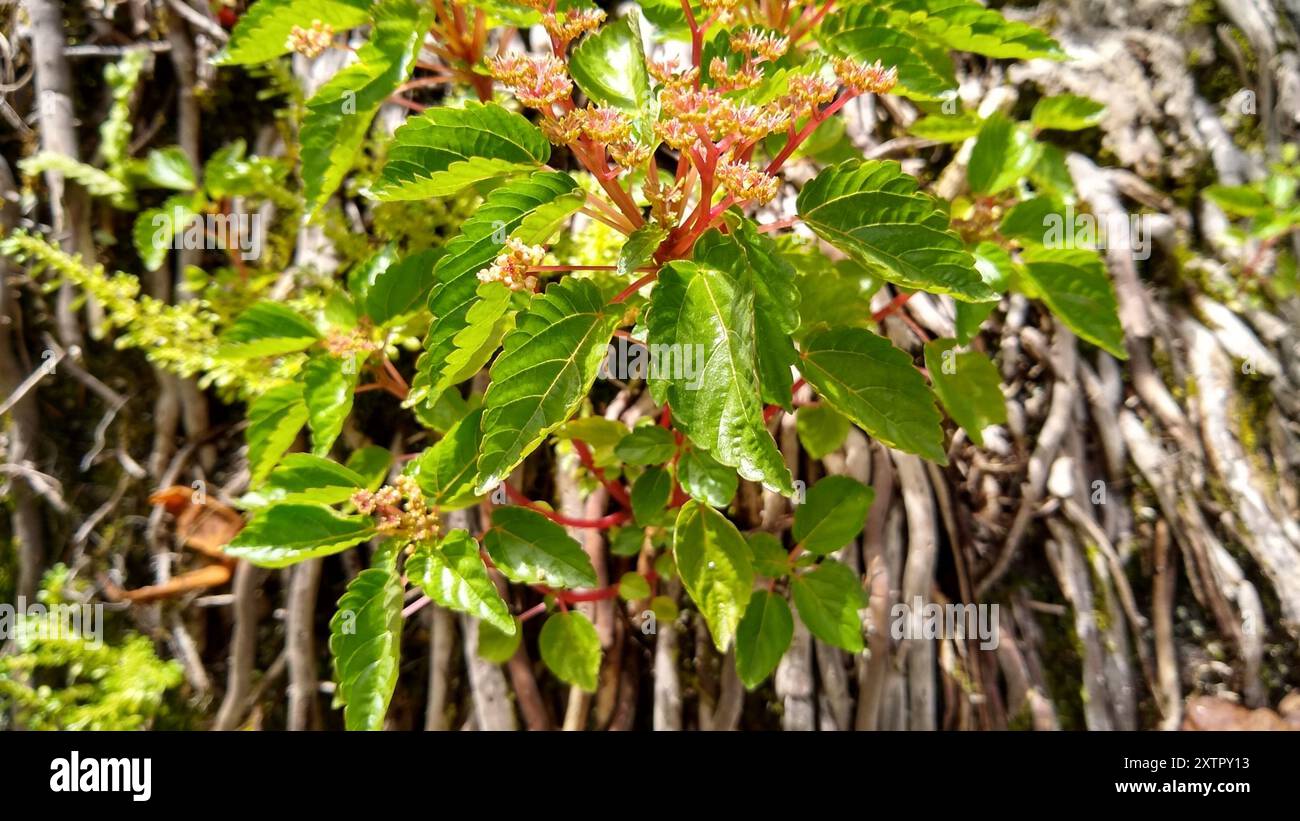 (Laportea ruderalis) Plantae Stock Photo - Alamy