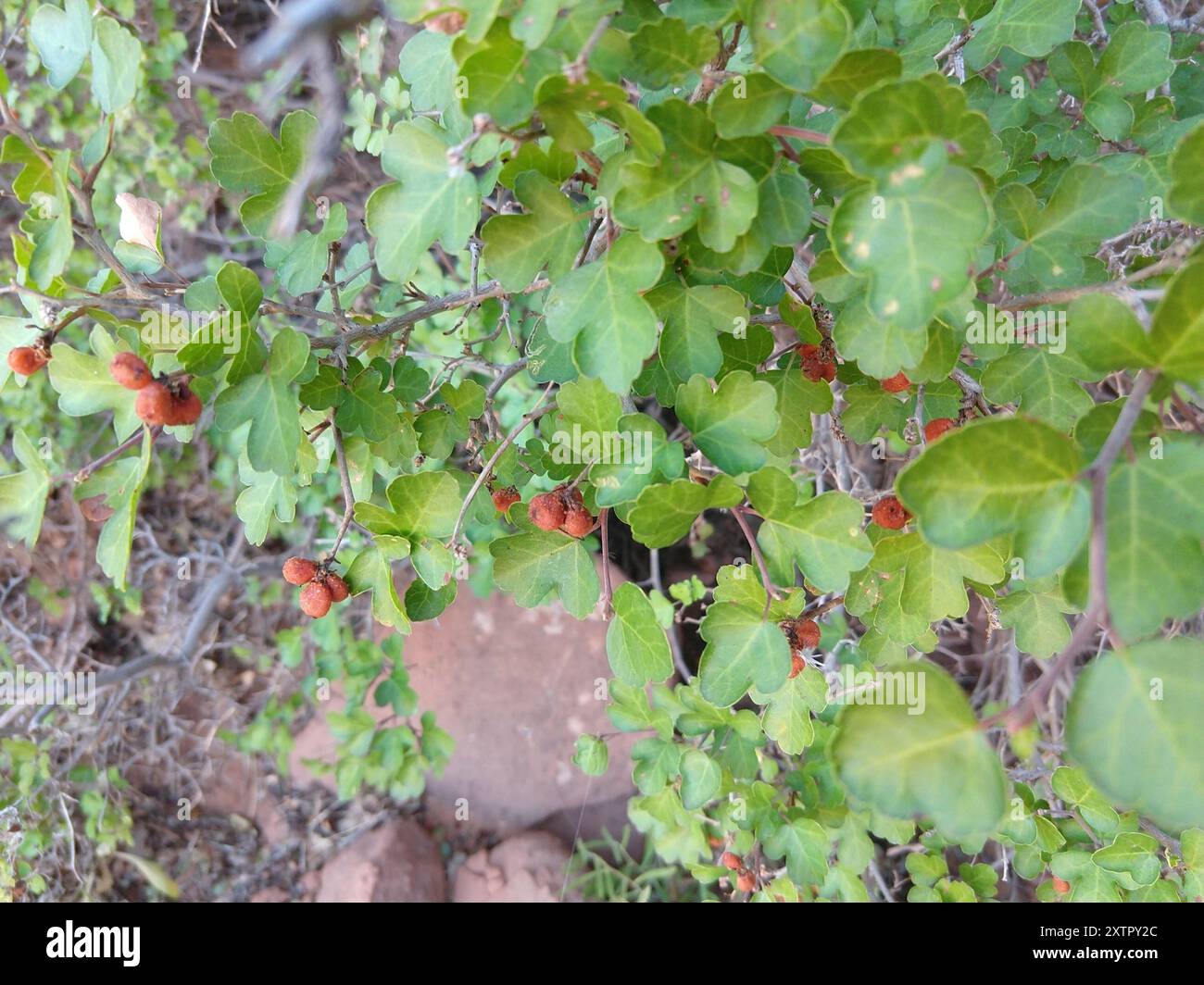 fragrant sumac (Rhus aromatica) Plantae Stock Photo - Alamy