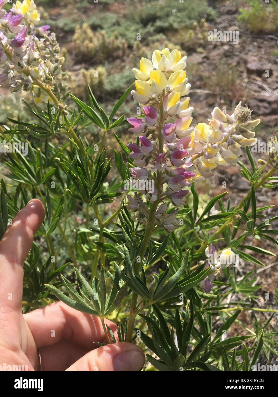 Longspur Lupine (Lupinus arbustus) Plantae Stock Photo - Alamy