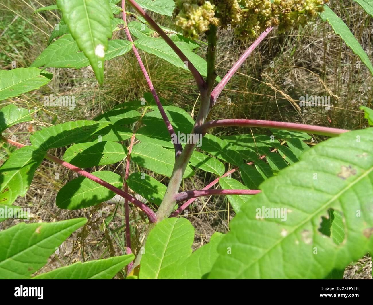 smooth sumac (Rhus glabra) Plantae Stock Photo - Alamy