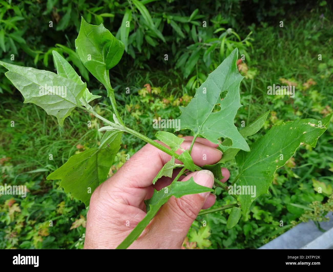 Russian atriplex (Atriplex micrantha) Plantae Stock Photo - Alamy