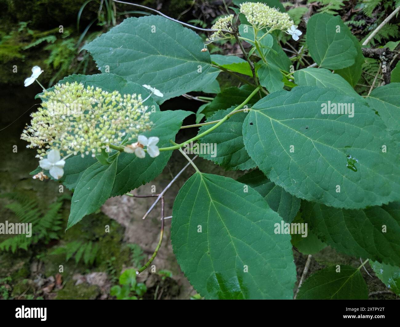 wild hydrangea (Hydrangea arborescens) Plantae Stock Photo - Alamy