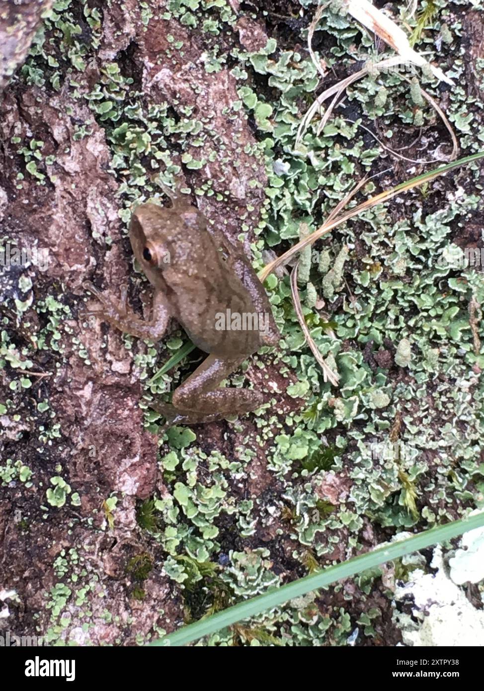 Spring Peeper (Pseudacris crucifer) Amphibia Stock Photo - Alamy