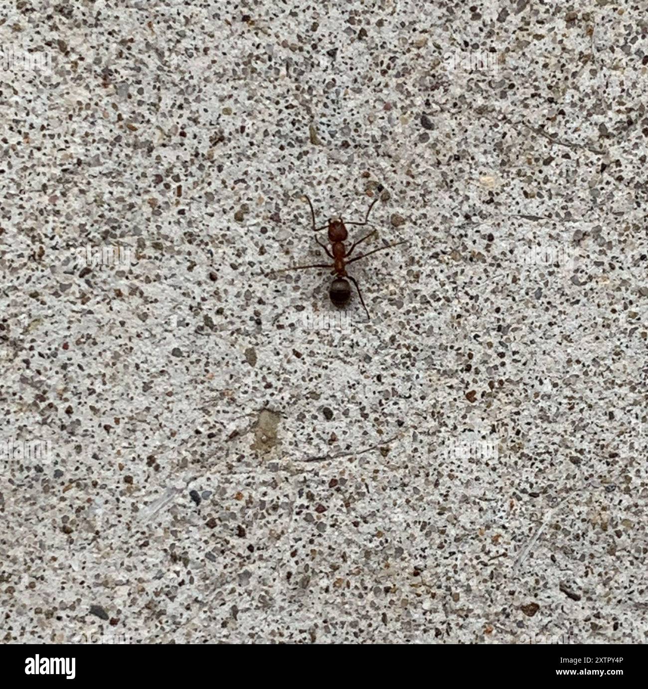 Slave-raider Field and Mound Ants (Formica sanguinea) Insecta Stock ...