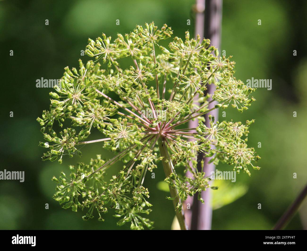 purple-stemmed angelica (Angelica atropurpurea) Plantae Stock Photo - Alamy