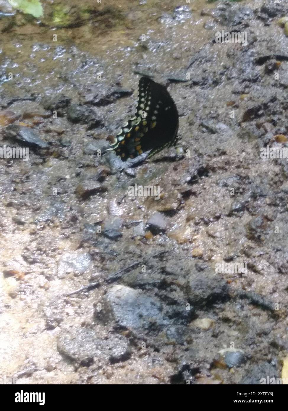 Spicebush Swallowtail (Papilio troilus) Insecta Stock Photo - Alamy