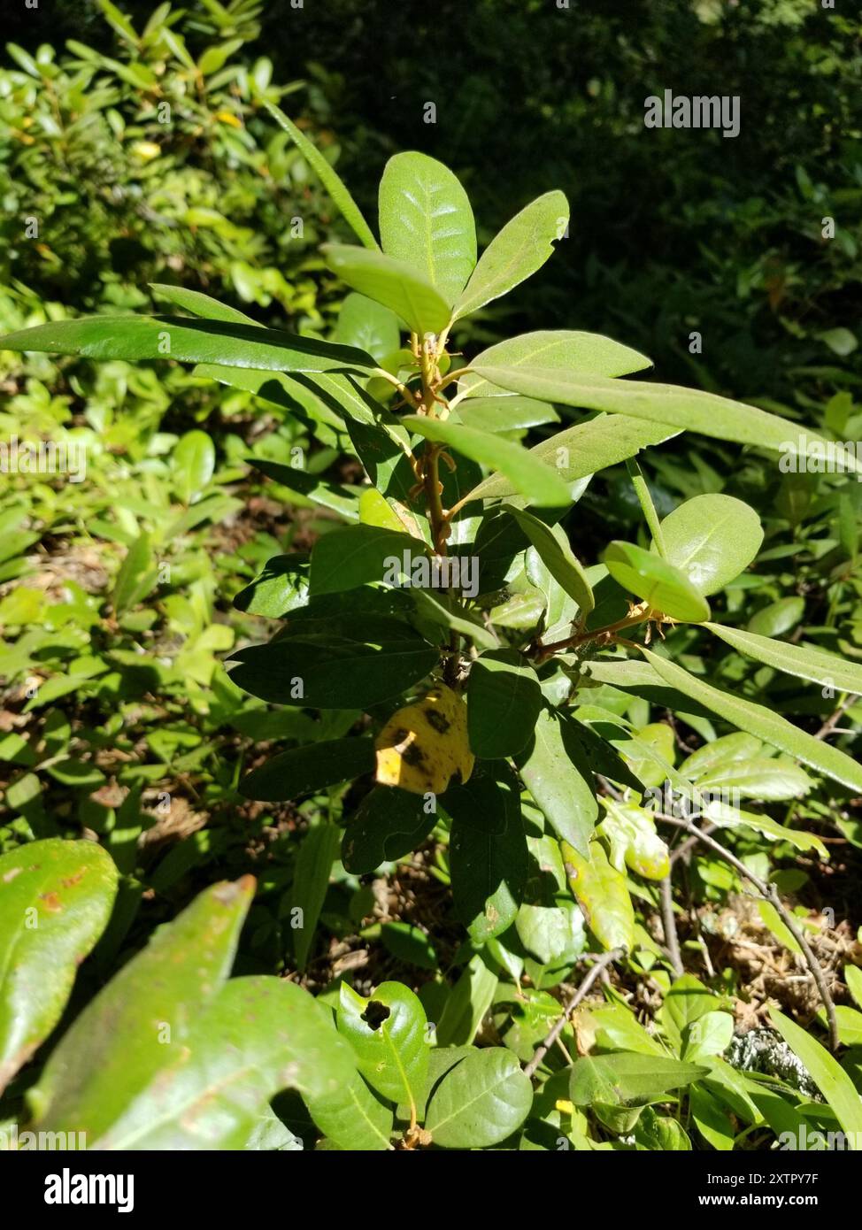 Golden chinquapin (Chrysolepis chrysophylla) Plantae Stock Photo - Alamy