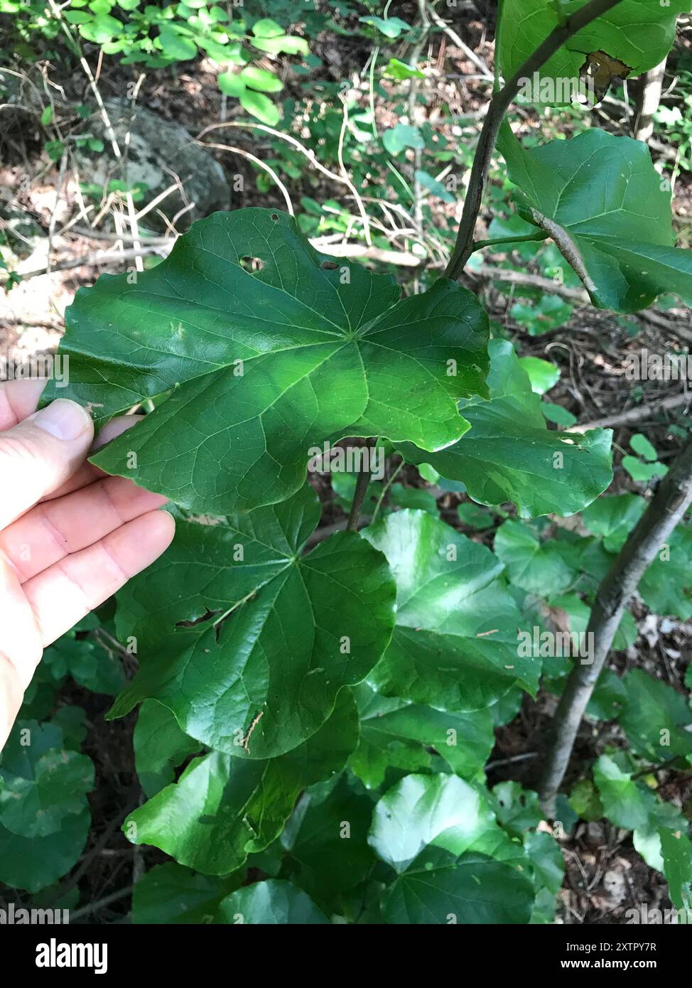 Texas redbud (Cercis canadensis texensis) Plantae Stock Photo - Alamy
