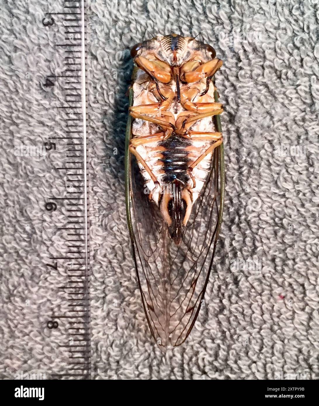 Linne's Cicada (Neotibicen linnei) Insecta Stock Photo - Alamy