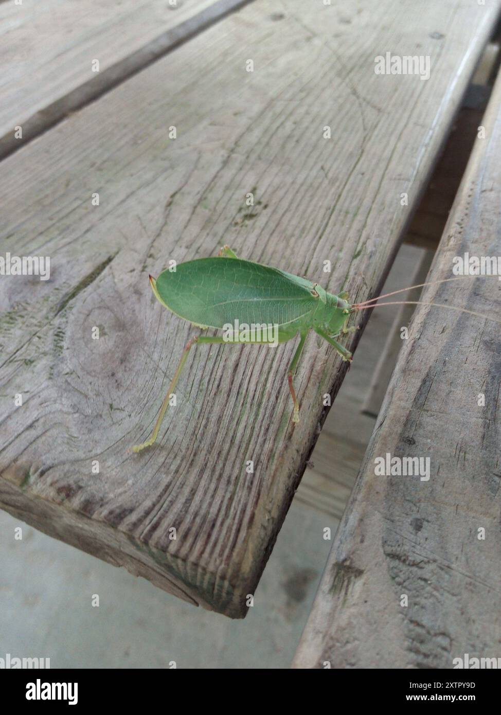 Common True Katydid (Pterophylla camellifolia) Insecta Stock Photo - Alamy
