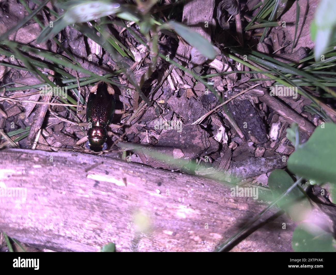 Carolina Metallic Tiger Beetle (Tetracha carolina) Insecta Stock Photo ...