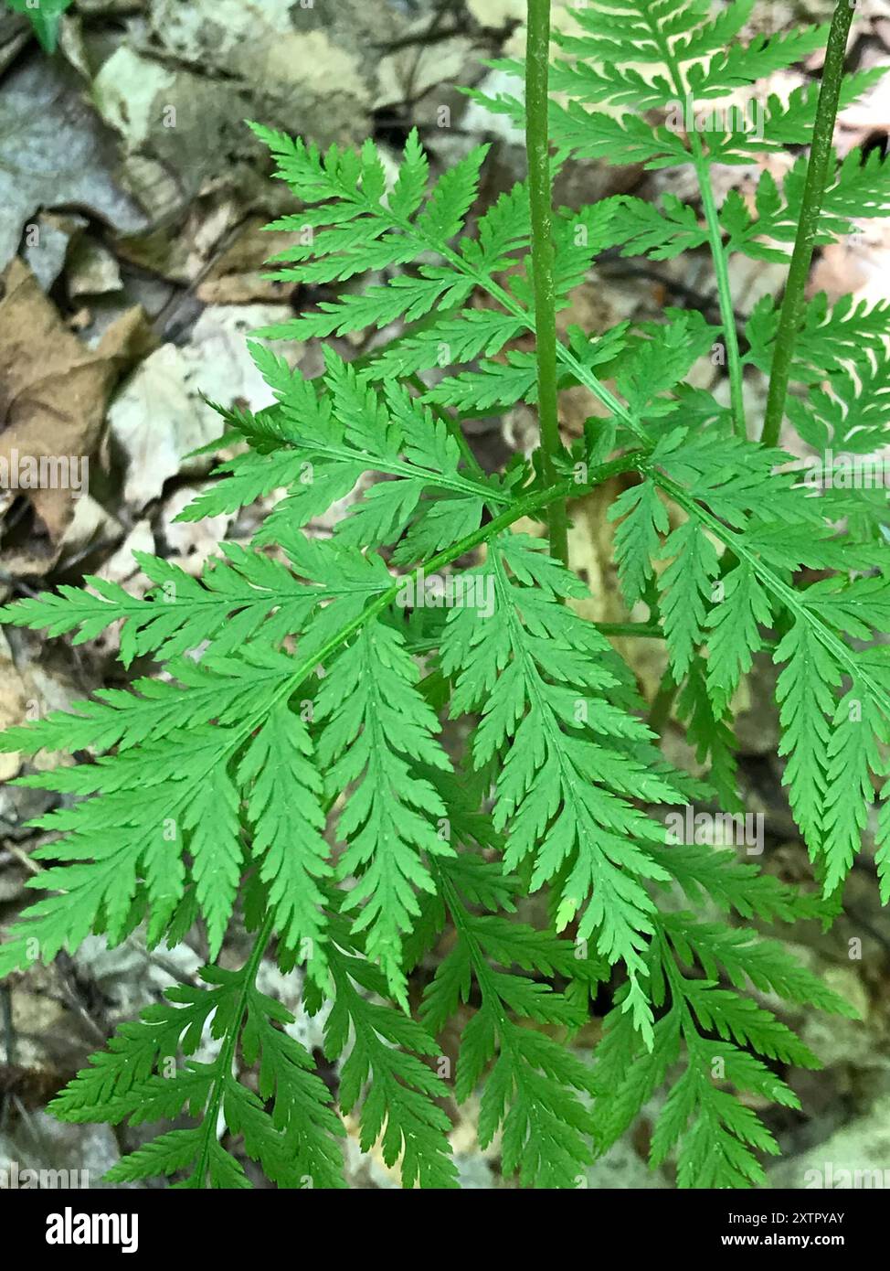 rattlesnake fern (Botrypus virginianus) Plantae Stock Photo - Alamy
