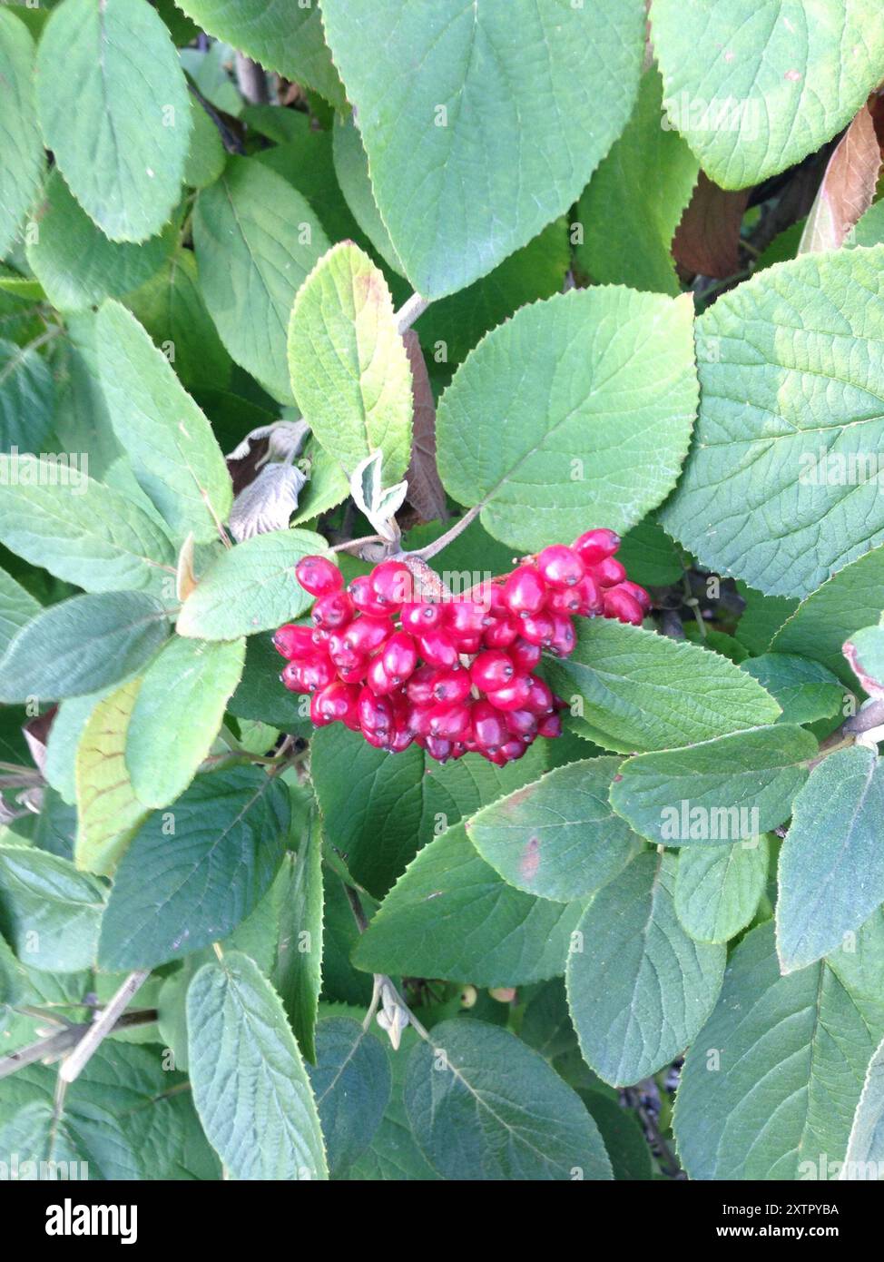 Wayfaring-tree (Viburnum lantana) Plantae Stock Photo - Alamy