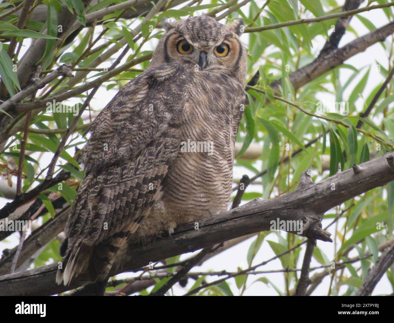 Bubo magellanicus hi-res stock photography and images - Alamy