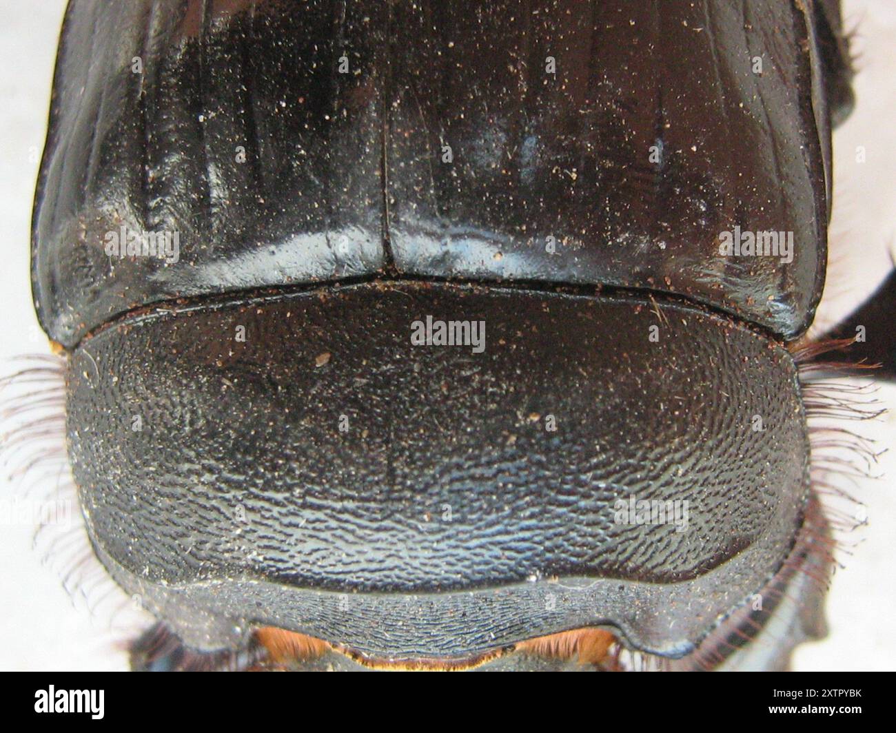 (Heliocopris hamadryas) Insecta Stock Photo - Alamy