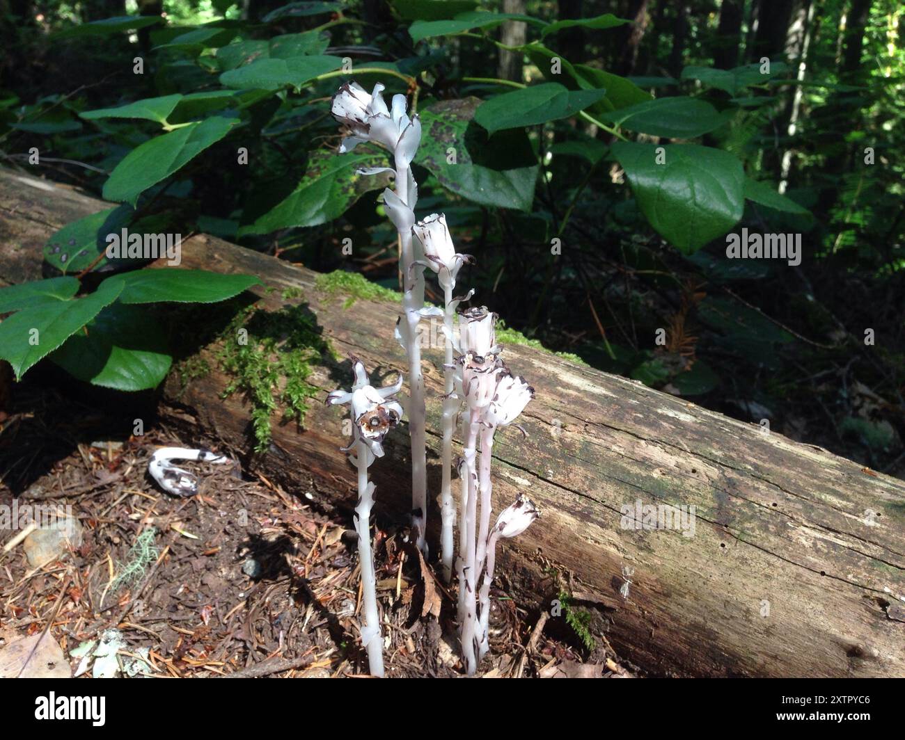 Ghost Pipe (Monotropa uniflora) Plantae Stock Photo - Alamy