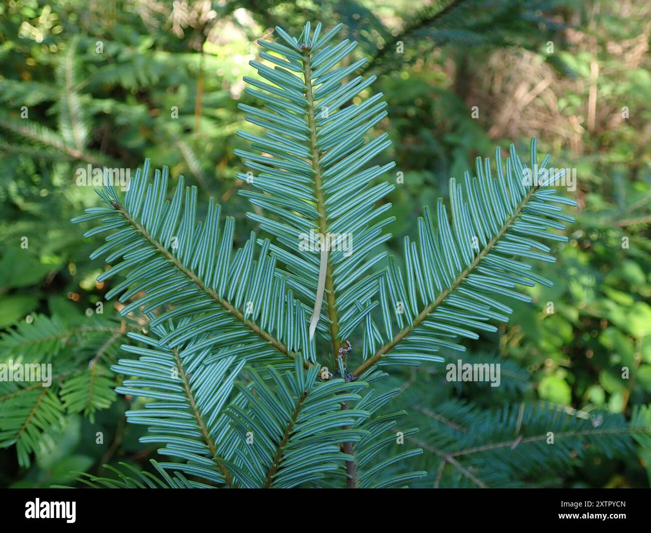 grand fir (Abies grandis) Plantae Stock Photo - Alamy