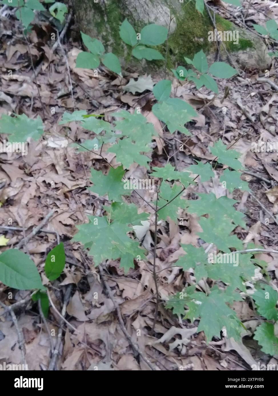 southern sugar maple (Acer floridanum) Plantae Stock Photo - Alamy