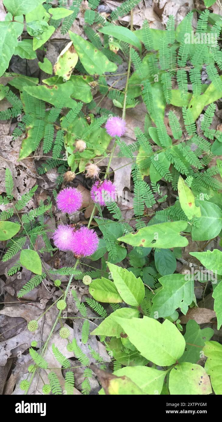 littleleaf sensitive-briar (Mimosa microphylla) Plantae Stock Photo - Alamy