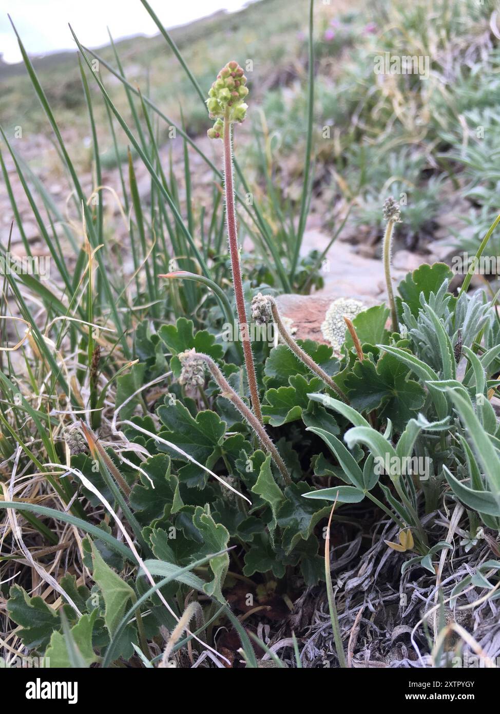 littleleaf alumroot (Heuchera parvifolia) Plantae Stock Photo - Alamy