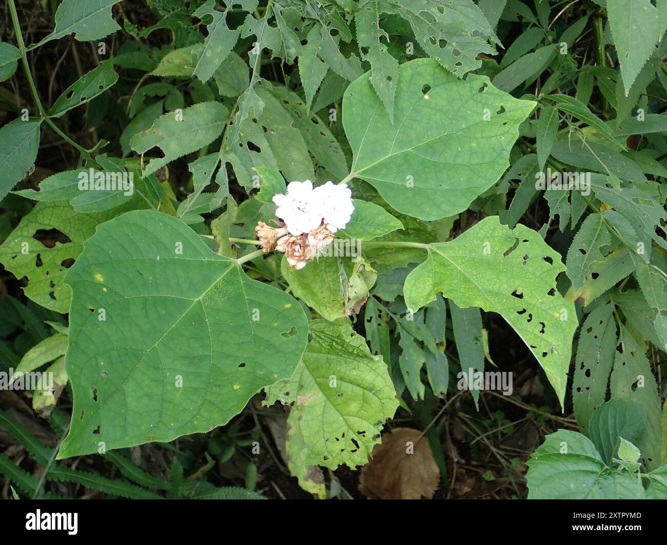 Chinese Glorybower (Clerodendrum chinense) Plantae Stock Photo - Alamy