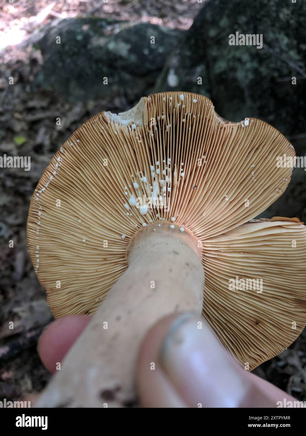 Weeping milk cap hi-res stock photography and images - Alamy