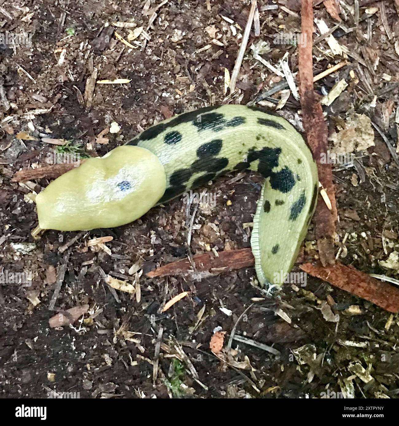 Pacific Banana Slug (Ariolimax columbianus) Mollusca Stock Photo - Alamy