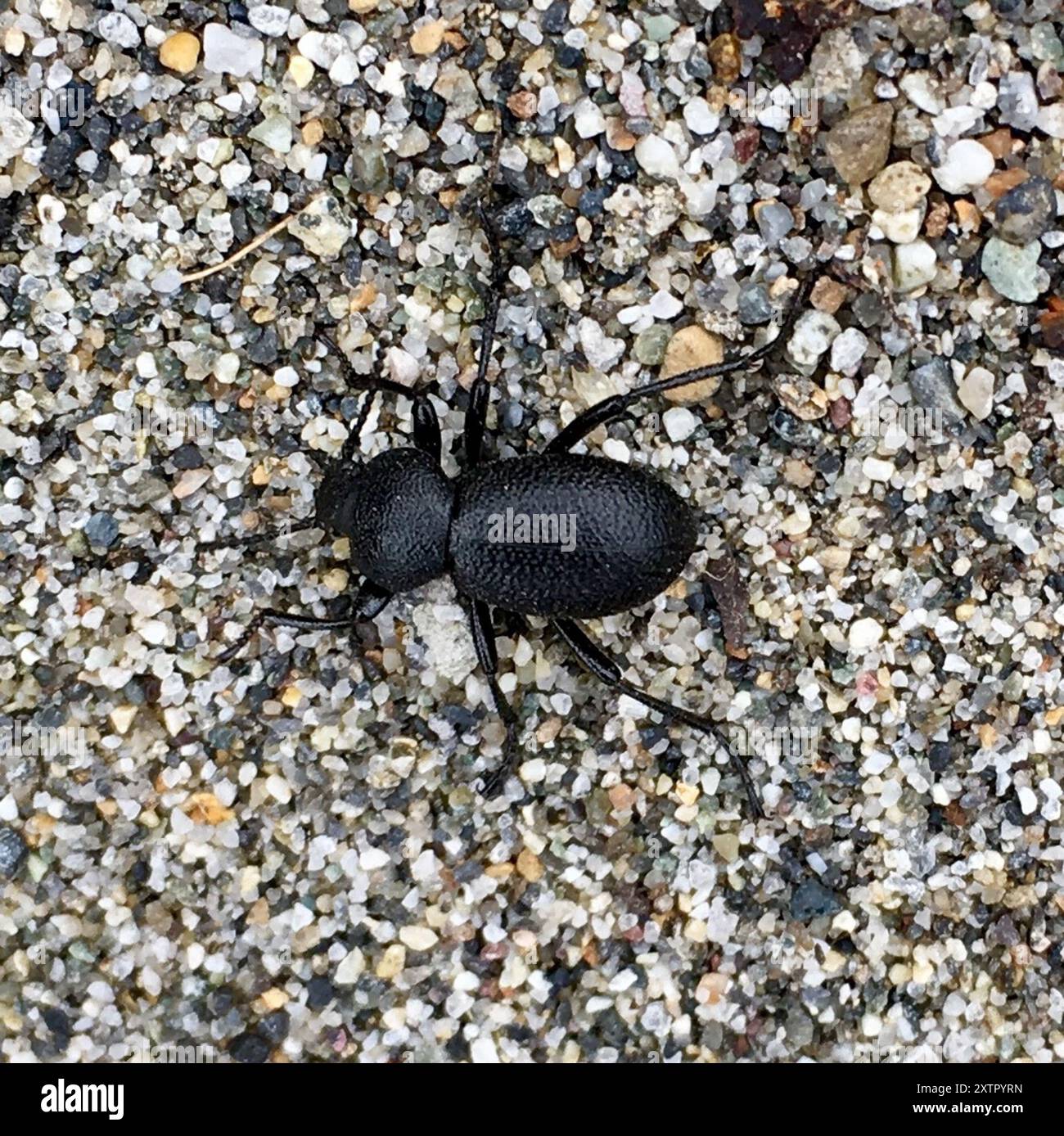 Cucujiform Beetles (Cucujiformia) Insecta Stock Photo - Alamy