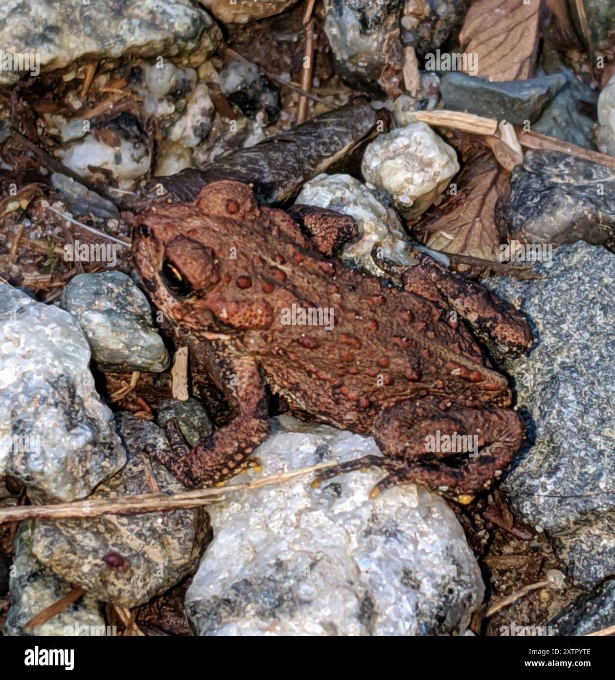 Western Toad (Anaxyrus boreas) Amphibia Stock Photo - Alamy