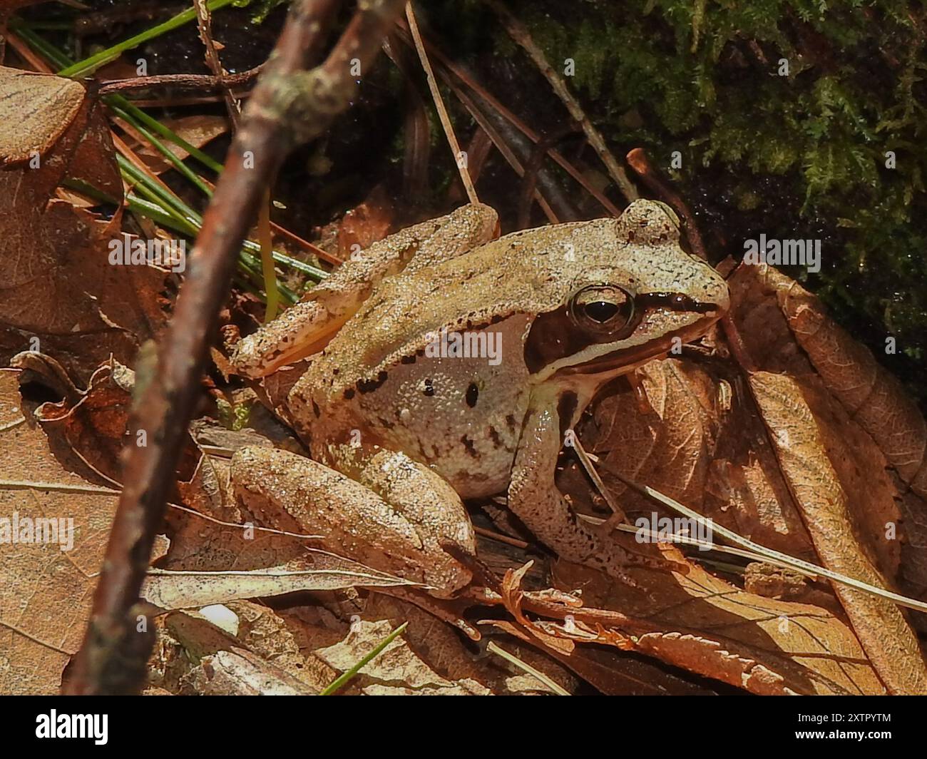 Wood Frog (Lithobates sylvaticus) Amphibia Stock Photo - Alamy