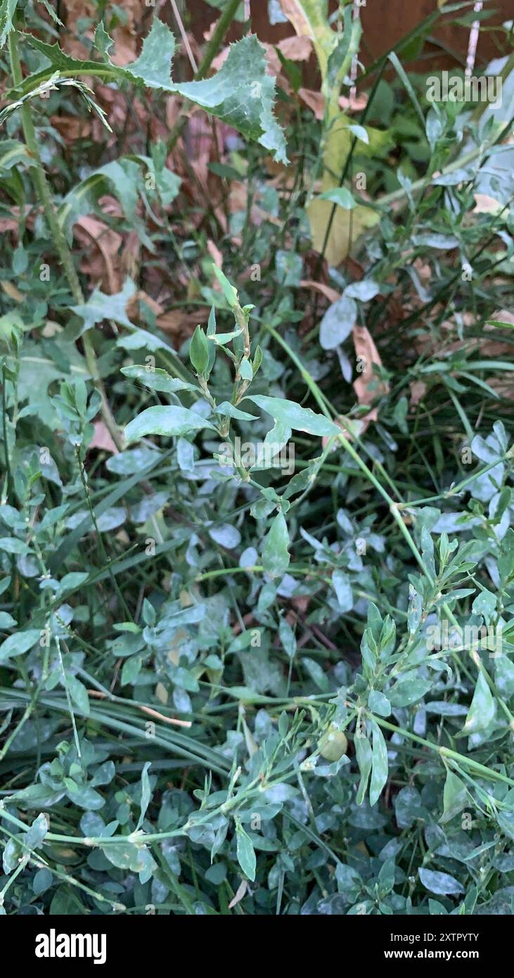 Common Knotgrass Complex (Polygonum aviculare) Plantae Stock Photo - Alamy Common Knotgrass Complex (Polygonum aviculare) Plantae Stock Photo - Alamy