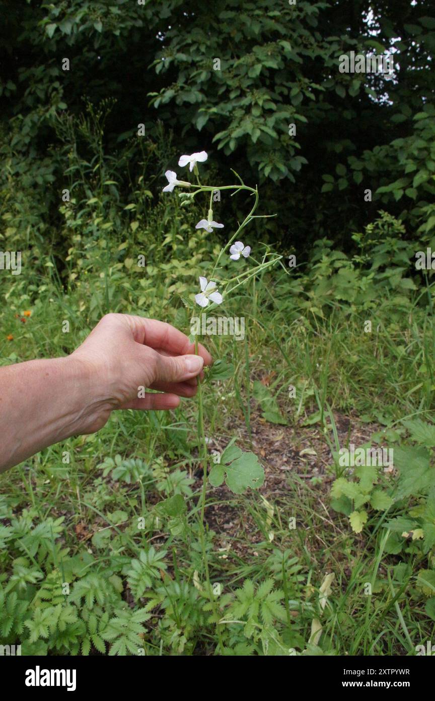 Jointed Charlock (Raphanus raphanistrum) Plantae Stock Photo - Alamy