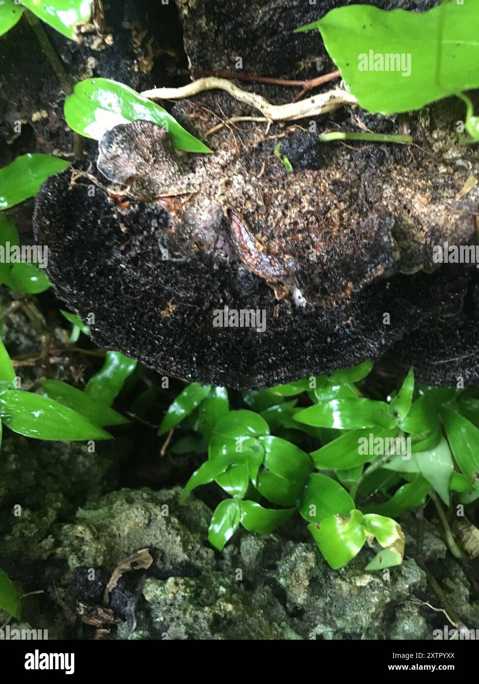 Hairy Hexagonia (Hexagonia hydnoides) Fungi Stock Photo - Alamy