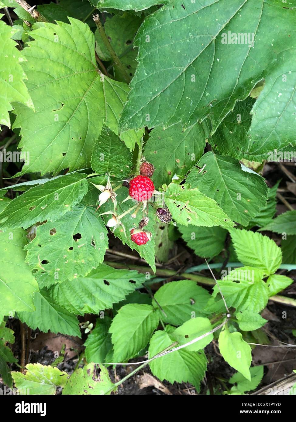 black raspberry (Rubus occidentalis) Plantae Stock Photo - Alamy