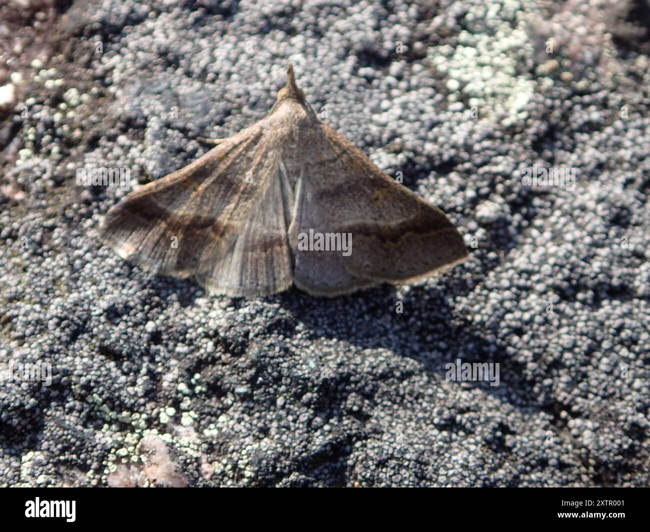Yellow-spotted Renia Moth (Renia flavipunctalis) Insecta Stock Photo ...