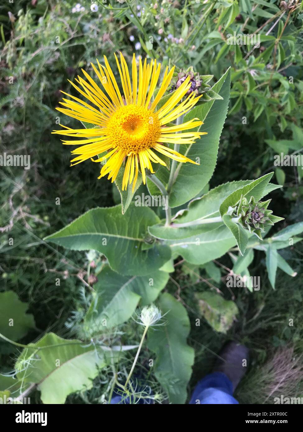 Elecampane (Inula helenium) Plantae Stock Photo - Alamy