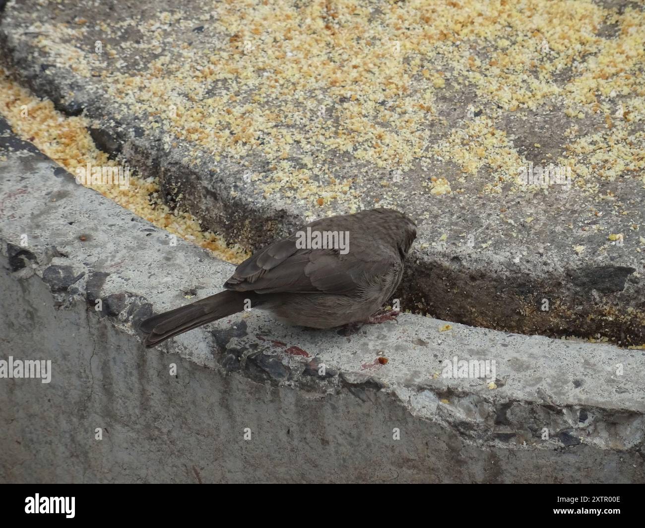 Brown-rumped Seedeater (Crithagra tristriata) Aves Stock Photo - Alamy