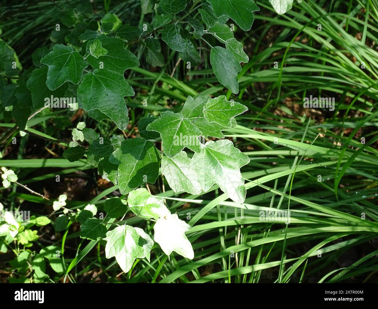 white poplar (Populus alba) Plantae Stock Photo - Alamy