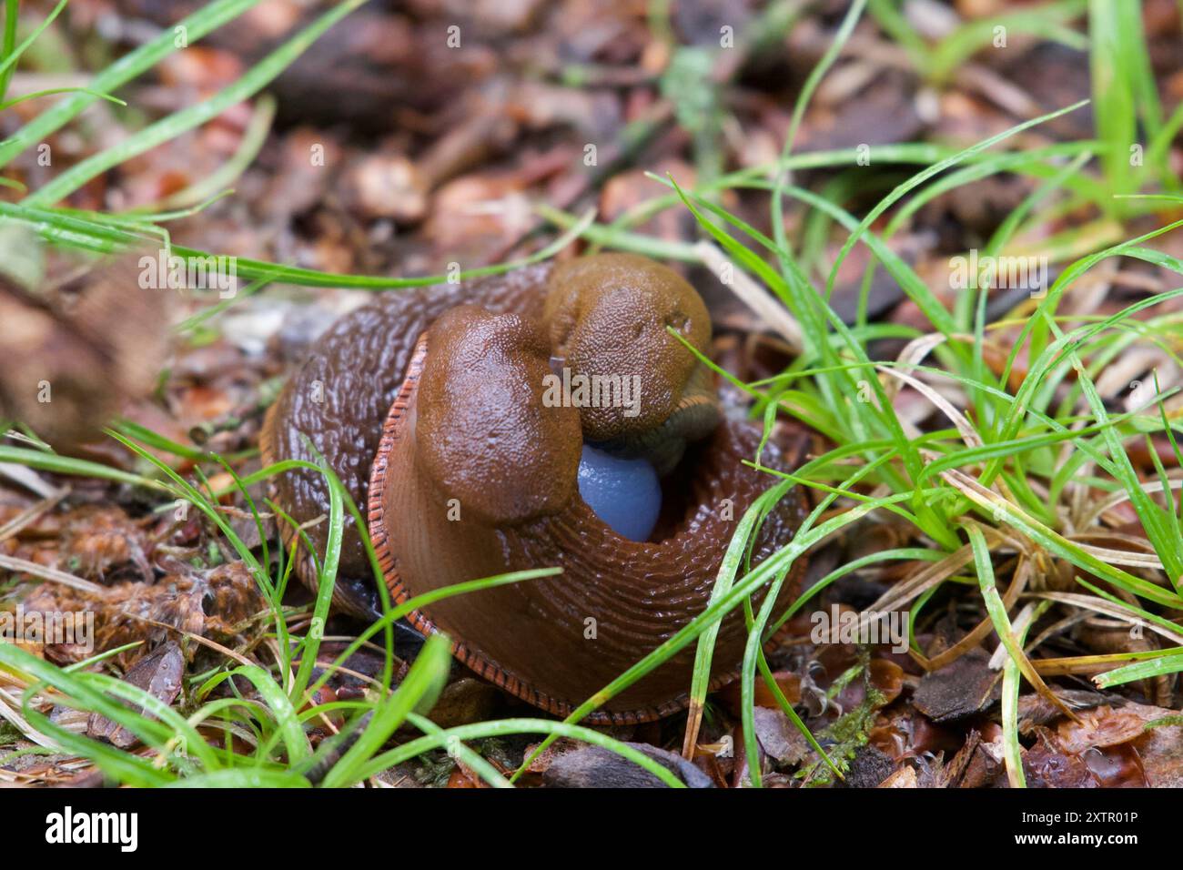 Arion Slugs (Arion) Mollusca Stock Photo - Alamy