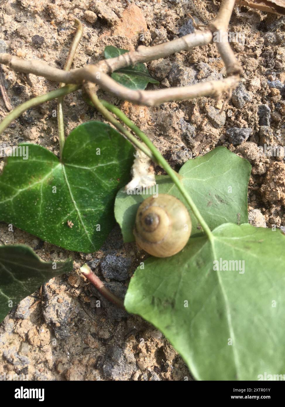 Helix Snails (Helicidae) Mollusca Stock Photo - Alamy