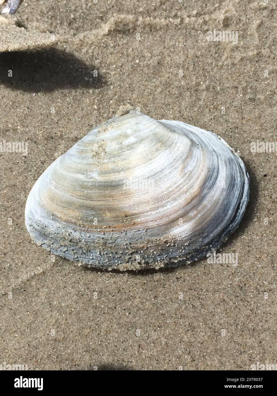 Soft-shelled Clam (Mya arenaria) Mollusca Stock Photo - Alamy