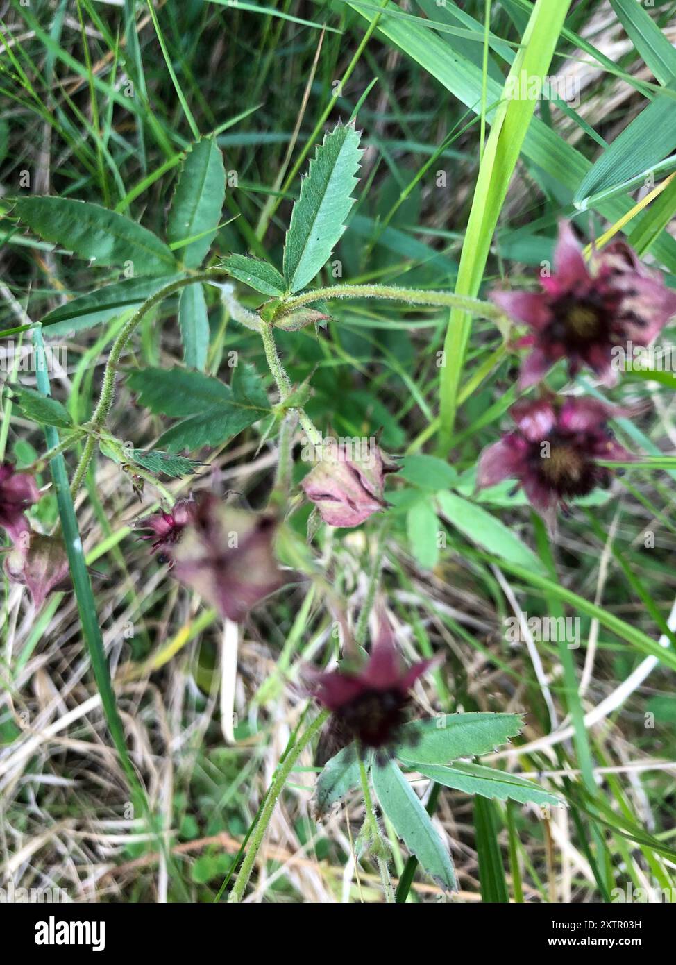 marsh cinquefoil (Comarum palustre) Plantae Stock Photo - Alamy