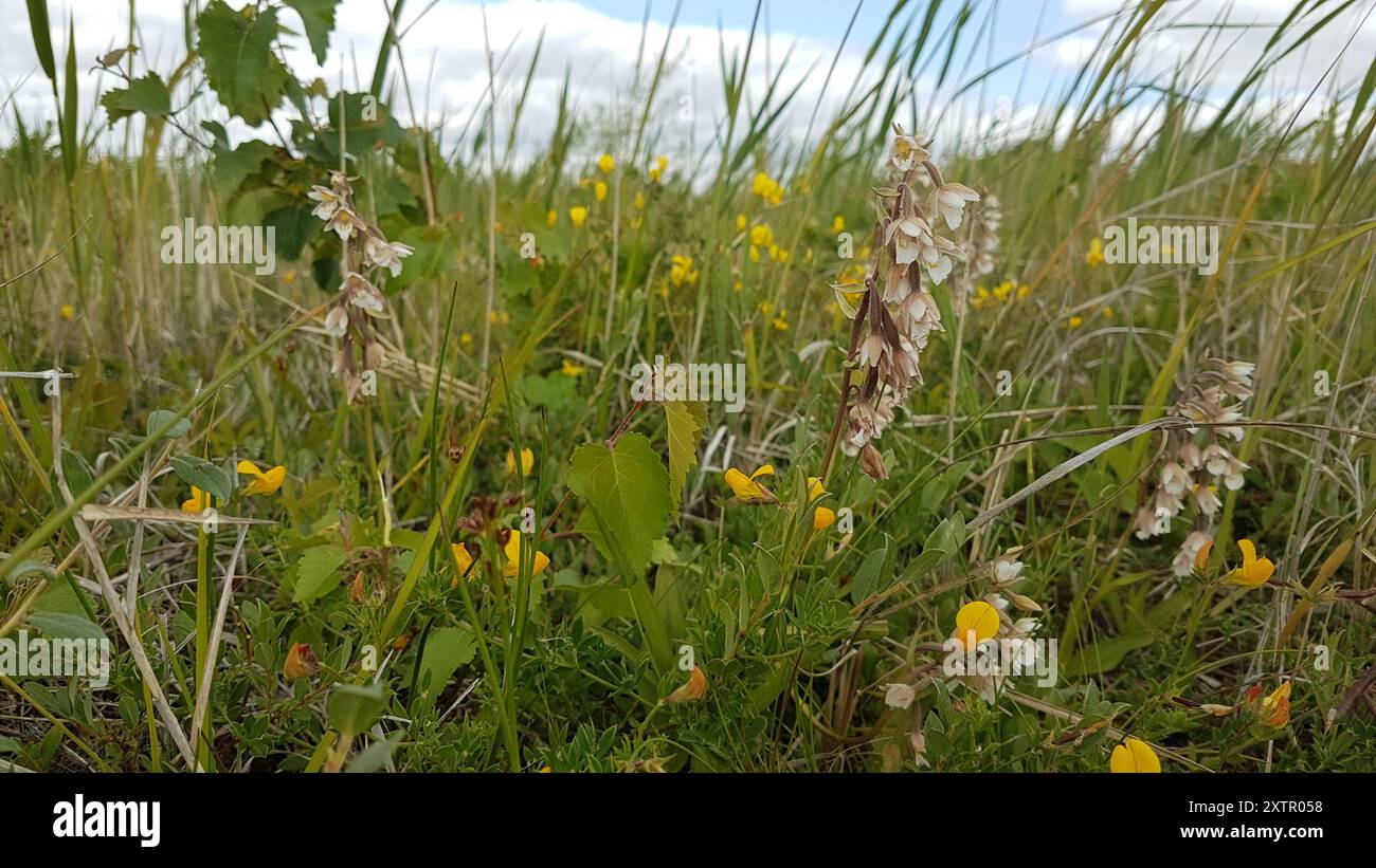 Marsh Helleborine (Epipactis palustris) Plantae Stock Photo - Alamy