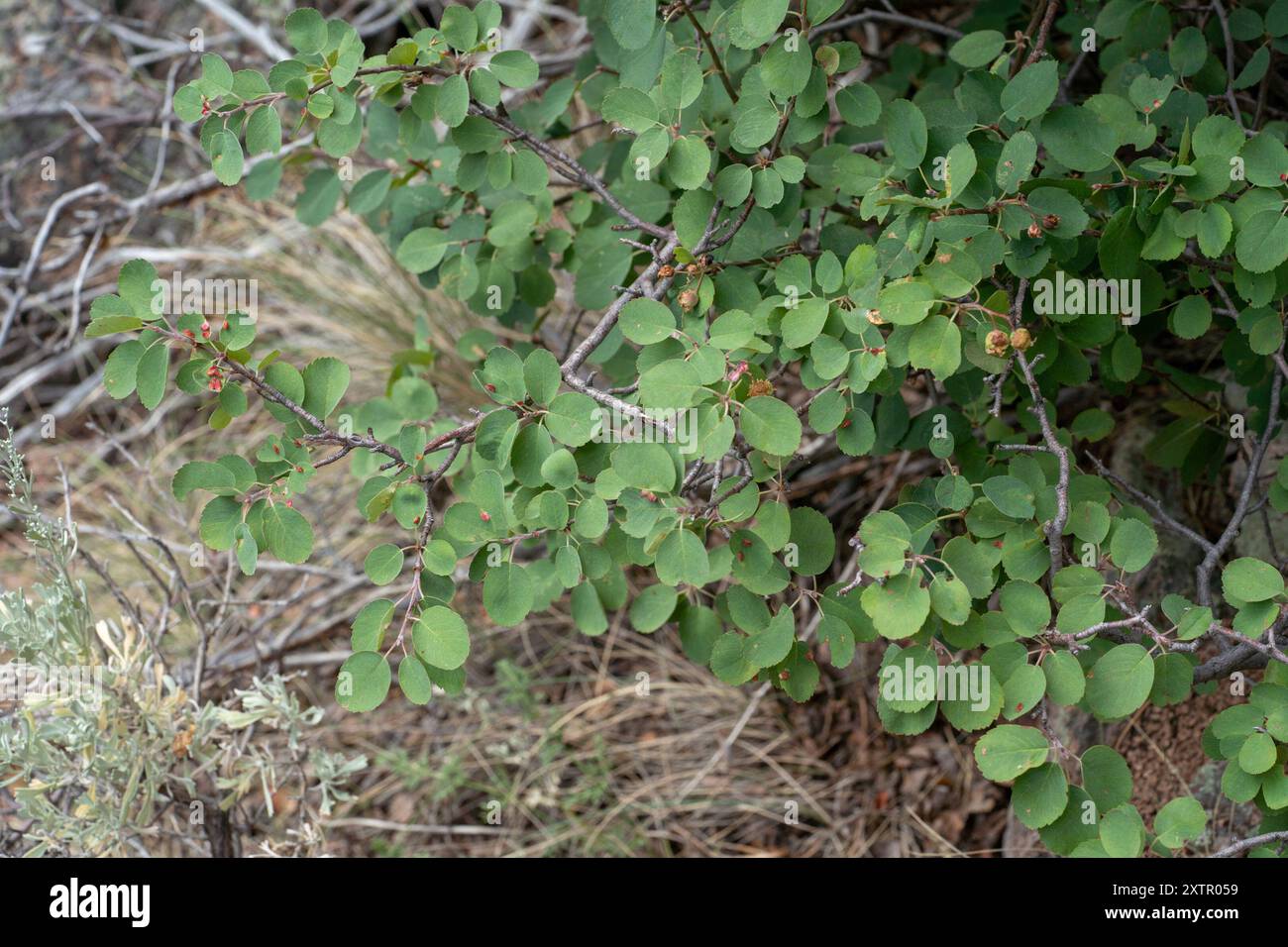 Utah Serviceberry (Amelanchier utahensis) Plantae Stock Photo - Alamy