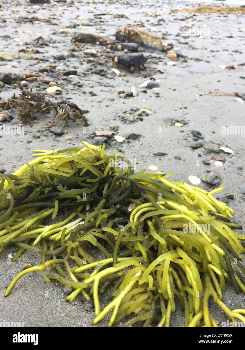 Codiums (Codium) Plantae Stock Photo - Alamy