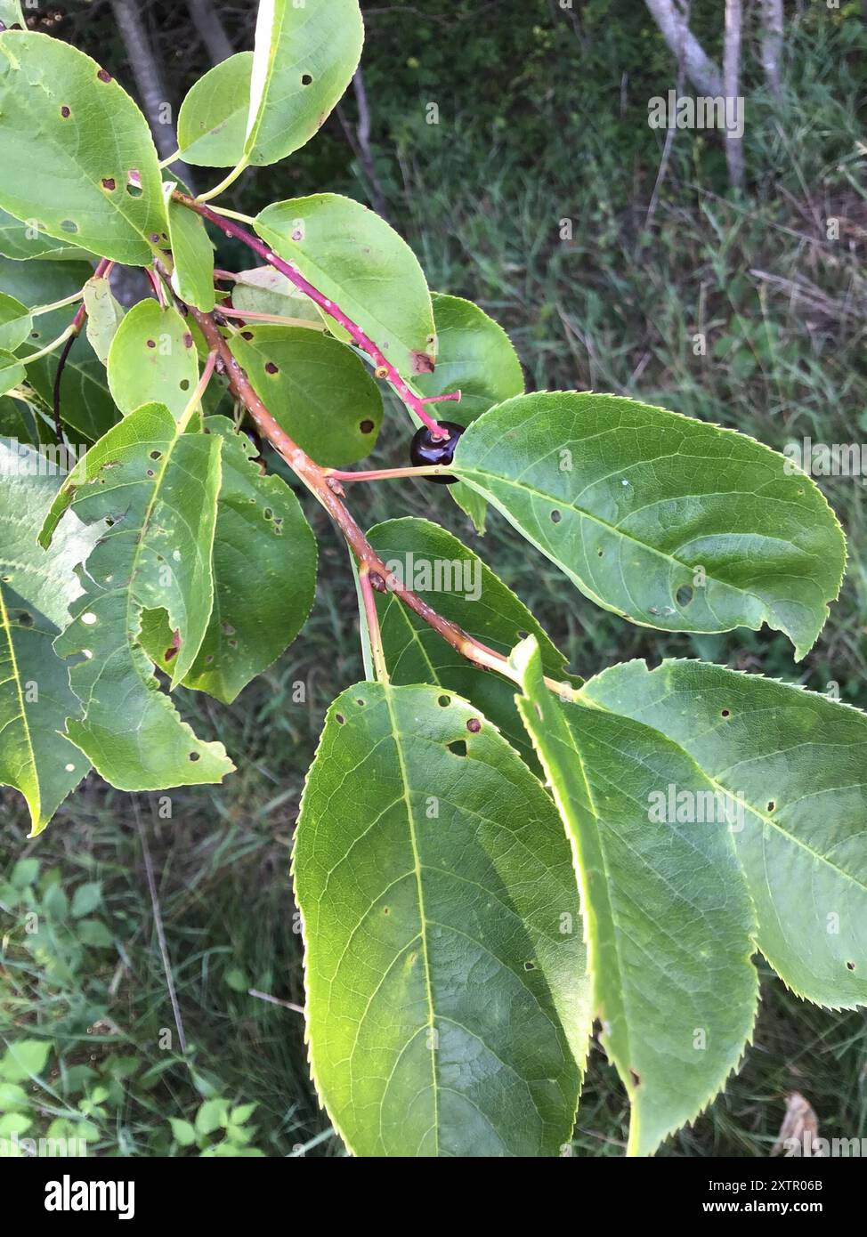 chokecherry (Prunus virginiana) Plantae Stock Photo - Alamy