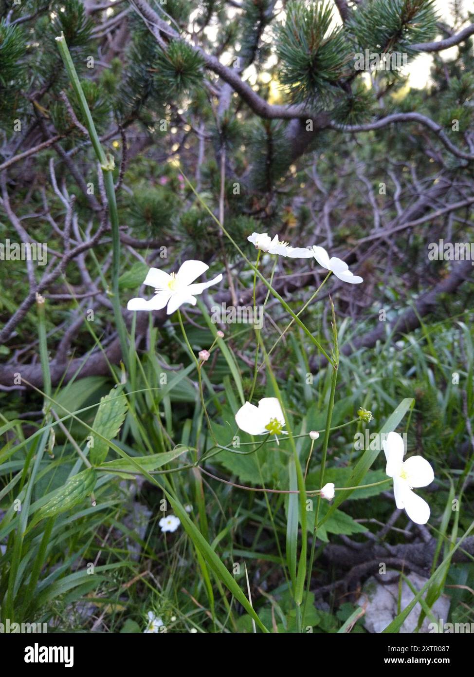 Large White Buttercup (Ranunculus platanifolius) Plantae Stock Photo ...