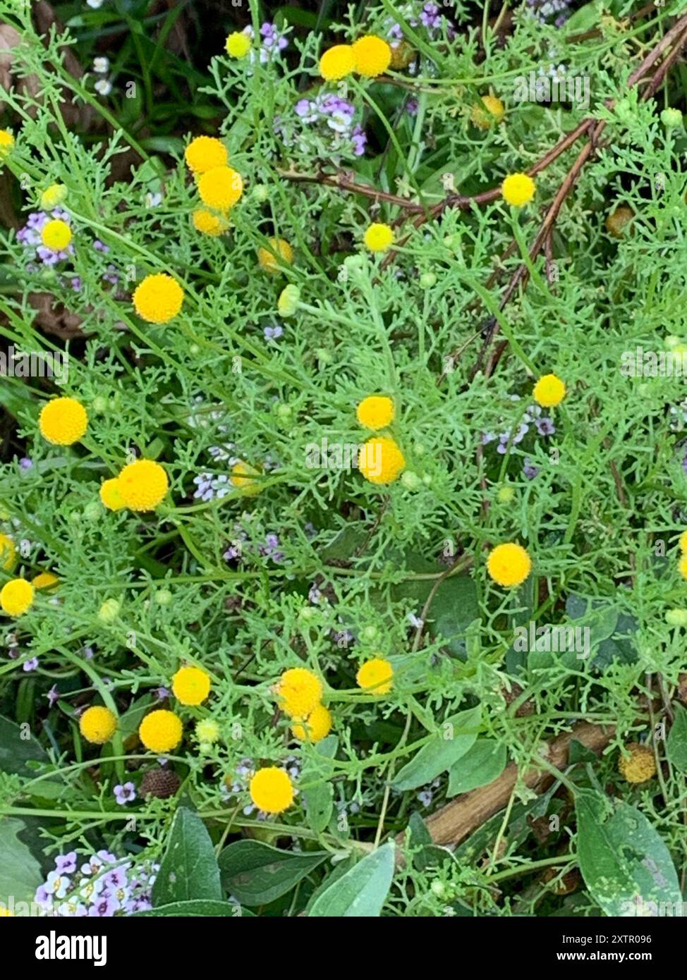 stinknet (Oncosiphon pilulifer) Plantae Stock Photo - Alamy