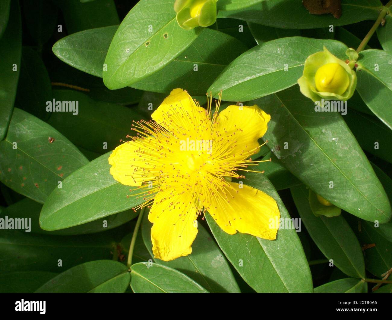 Rose-of-sharon (Hypericum calycinum) Plantae Stock Photo - Alamy
